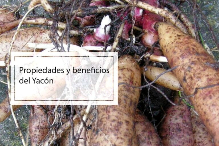 Yacón: Propiedades y beneficios medicinales para la salud
